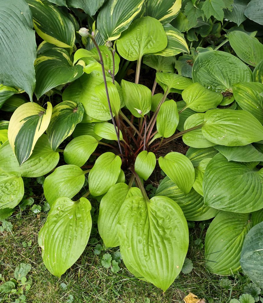 Hosta Designer Genes (Seeds) | Duluth Hosta Co. - Buy Hosta Seeds ...