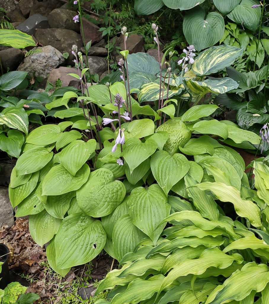 Hosta Designer Genes (Seeds) | Duluth Hosta Co. - Buy Hosta Seeds ...