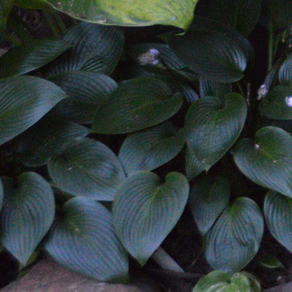 Duluth Hosta Co. - Buy Hosta Seeds Online, Hosta Seeds For Sale ...