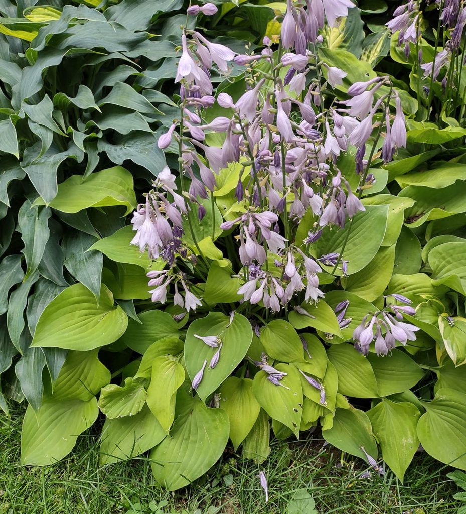 Hosta Gold Drop (Seeds) | Duluth Hosta Co. - Buy Hosta Seeds Online ...