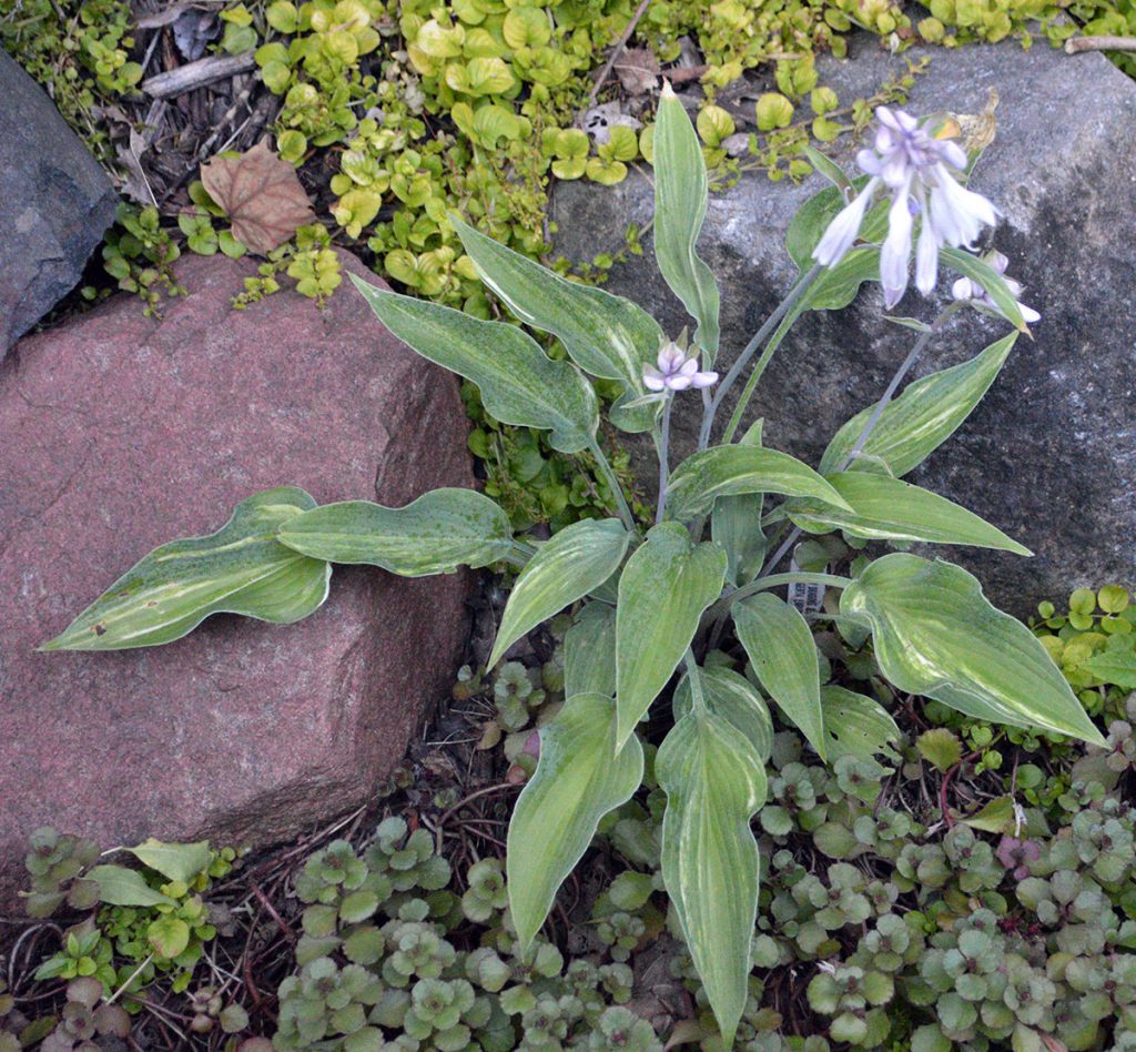 Hosta Lightning Flash (Seeds) | Duluth Hosta Co. - Buy Hosta Seeds ...
