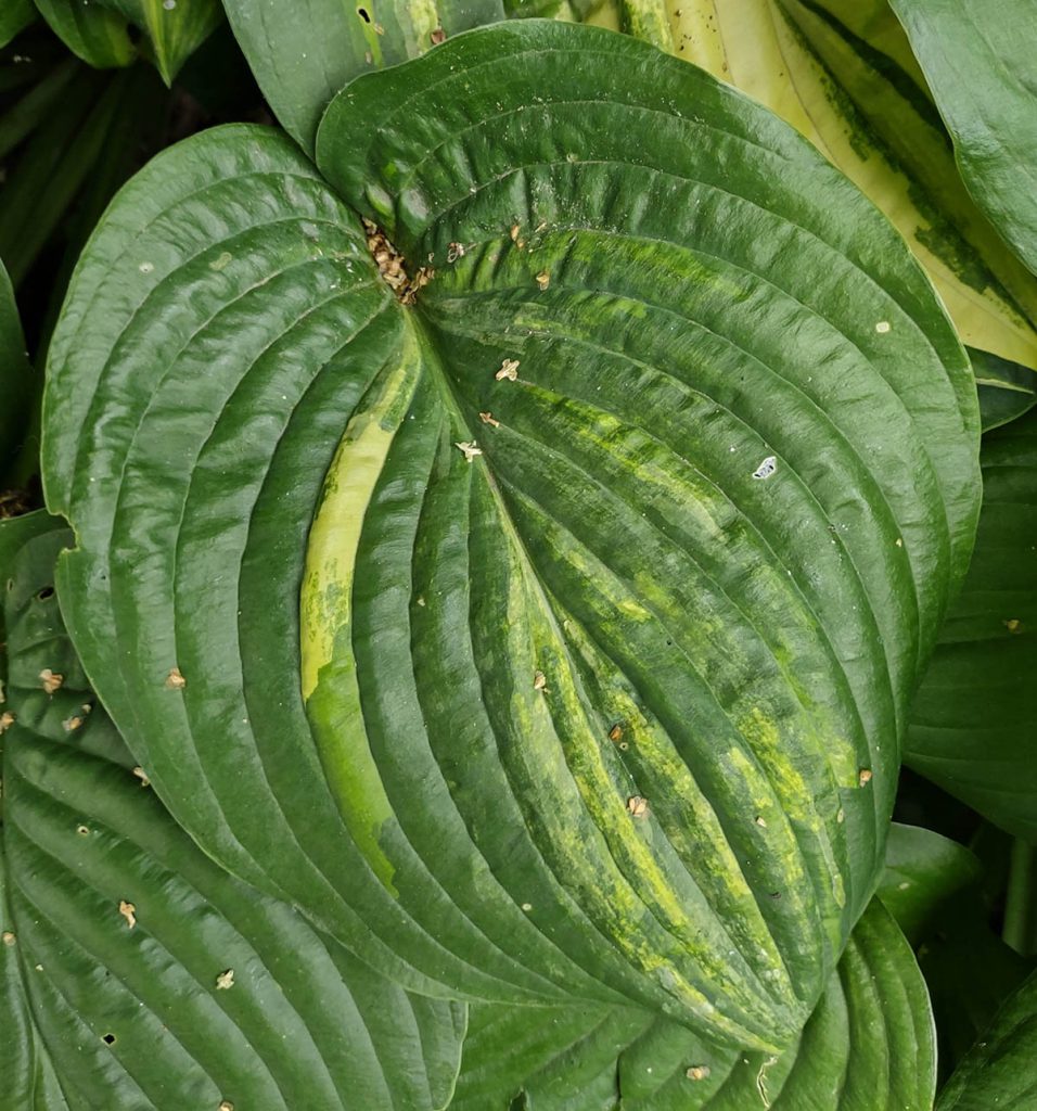 Hosta Pin Stripe Sister (Seeds) | Duluth Hosta Co. - Buy Hosta Seeds ...