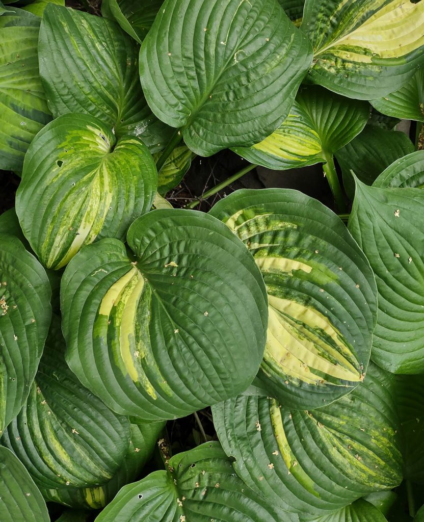Hosta Pin Stripe Sister (Seeds) | Duluth Hosta Co. - Buy Hosta Seeds ...