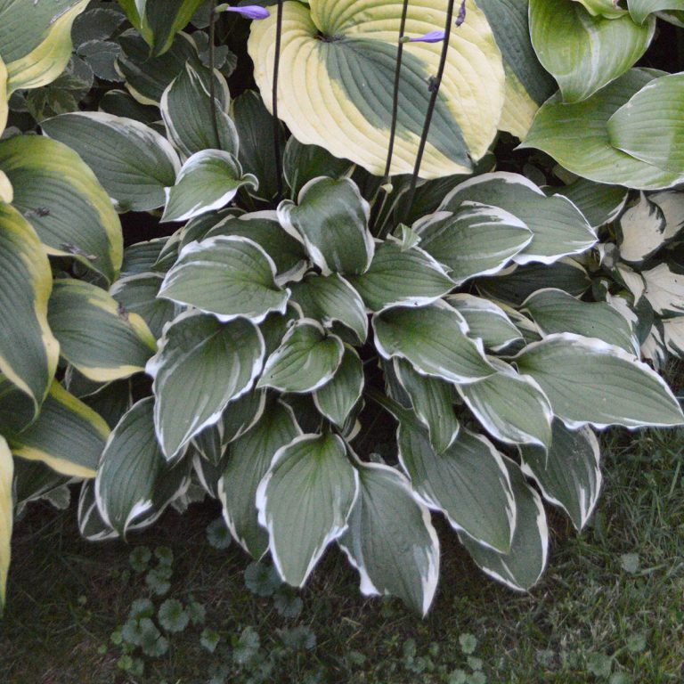 Hosta Rubies and Ruffles (Seeds) | Duluth Hosta Co. - Buy Hosta Seeds ...