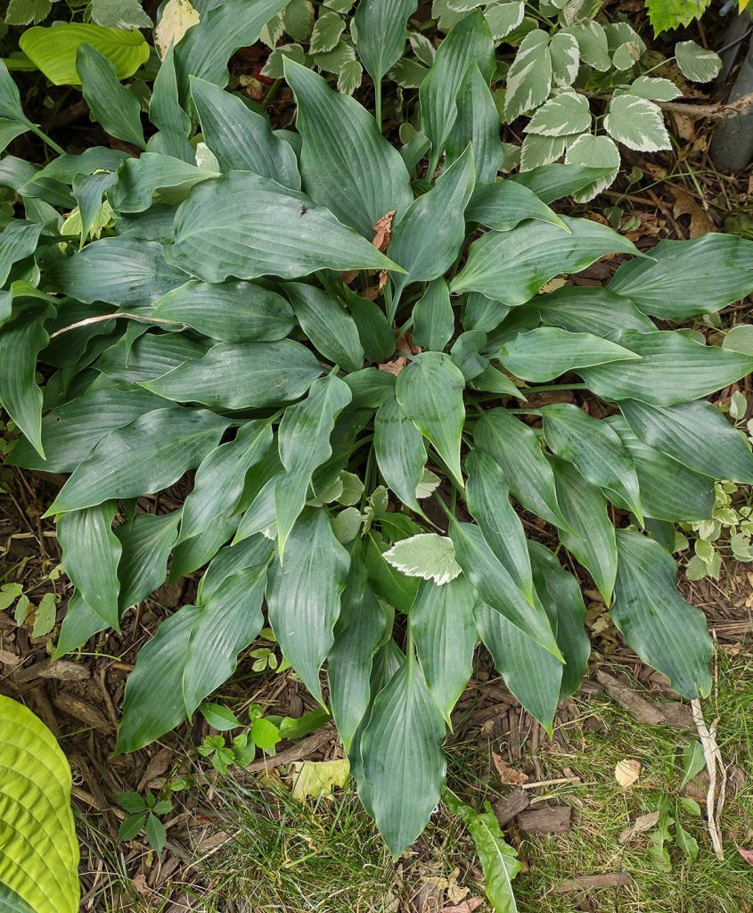 Hosta Twilight Time (Seeds) | Duluth Hosta Co. - Buy Hosta Seeds Online ...