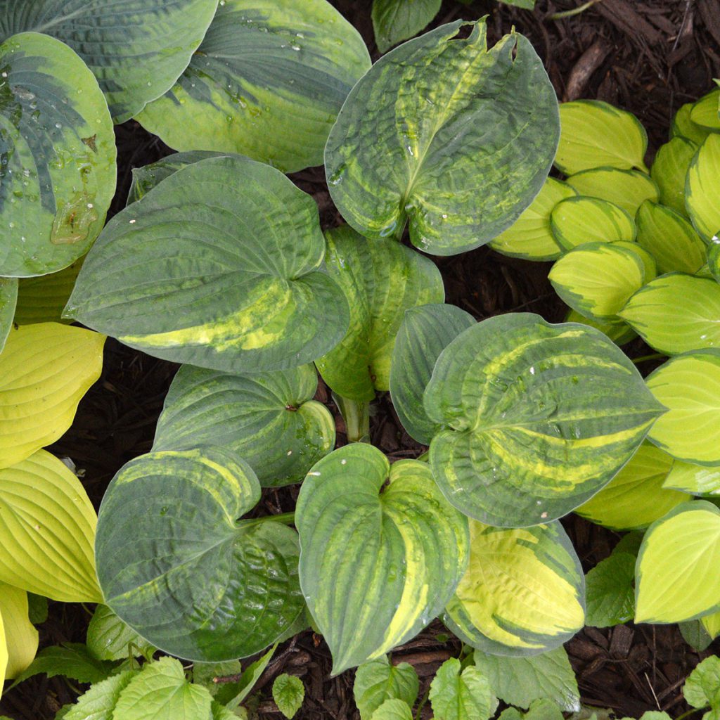 Streaked | Duluth Hosta Co. - Buy Hosta Seeds Online, Hosta Seeds For Sale!
