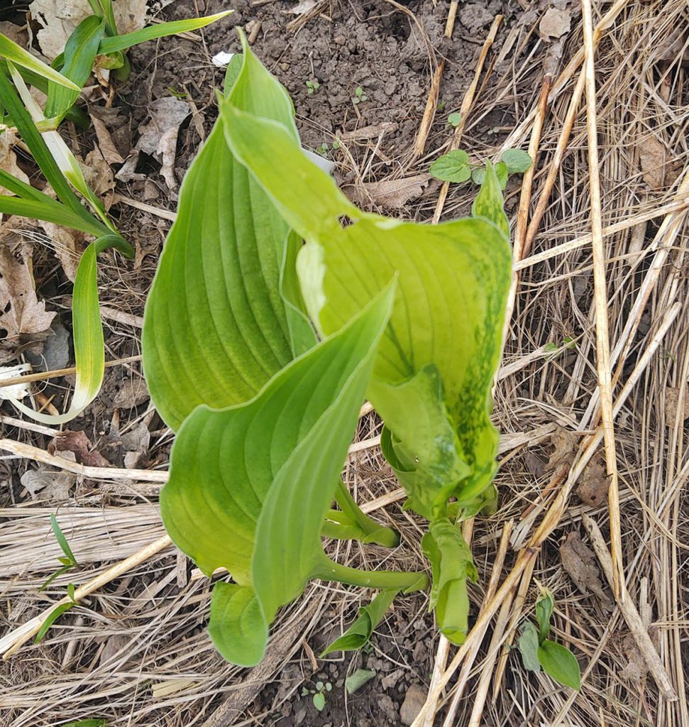 Hosta Cynthia (Seeds) | Duluth Hosta Co. - Buy Hosta Seeds Online ...