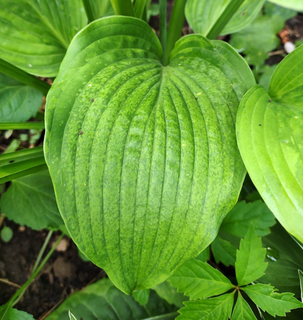 Hosta Cynthia (Seeds) | Duluth Hosta Co. - Buy Hosta Seeds Online ...