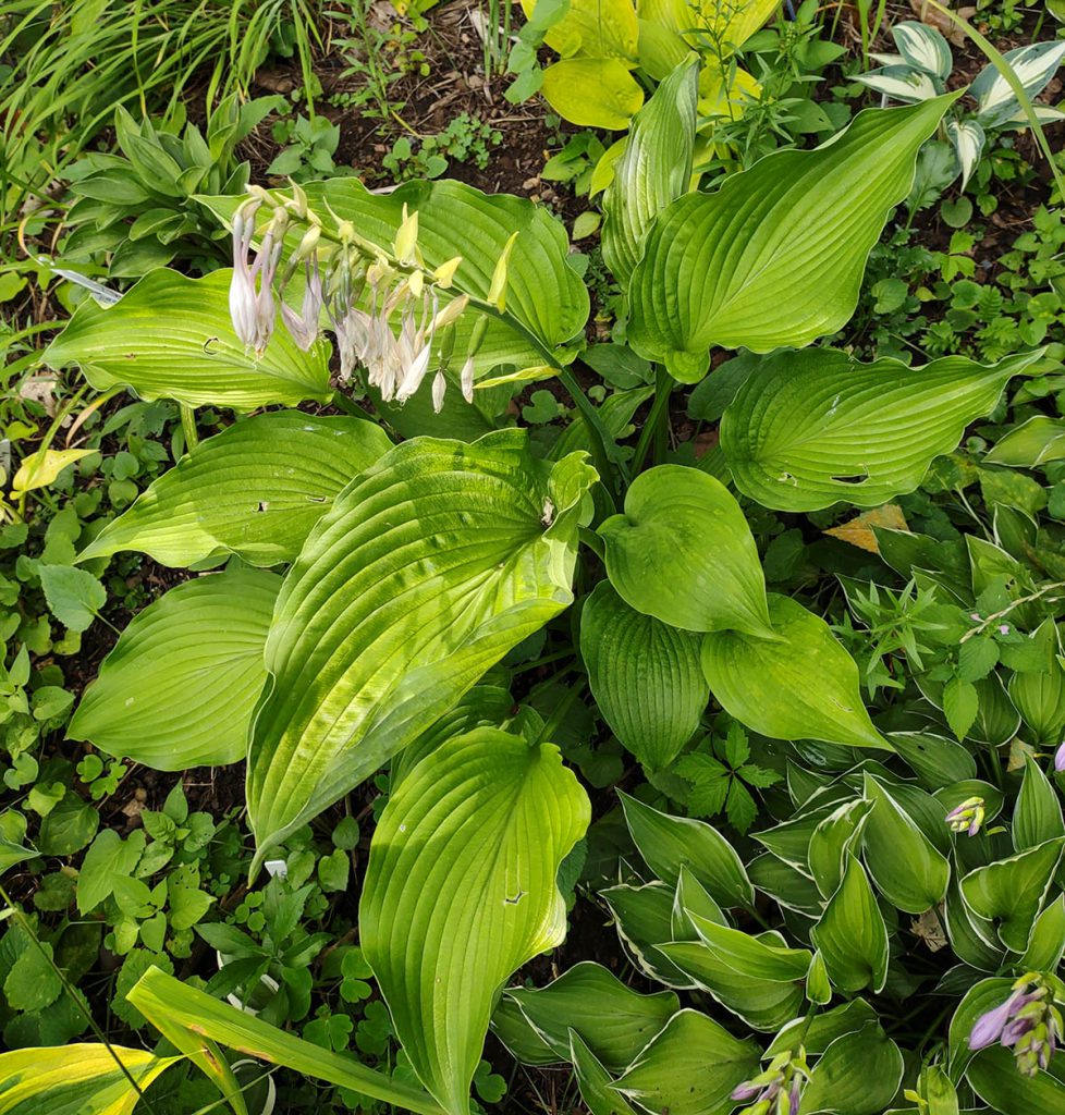 Hosta Cynthia (Seeds) | Duluth Hosta Co. - Buy Hosta Seeds Online ...