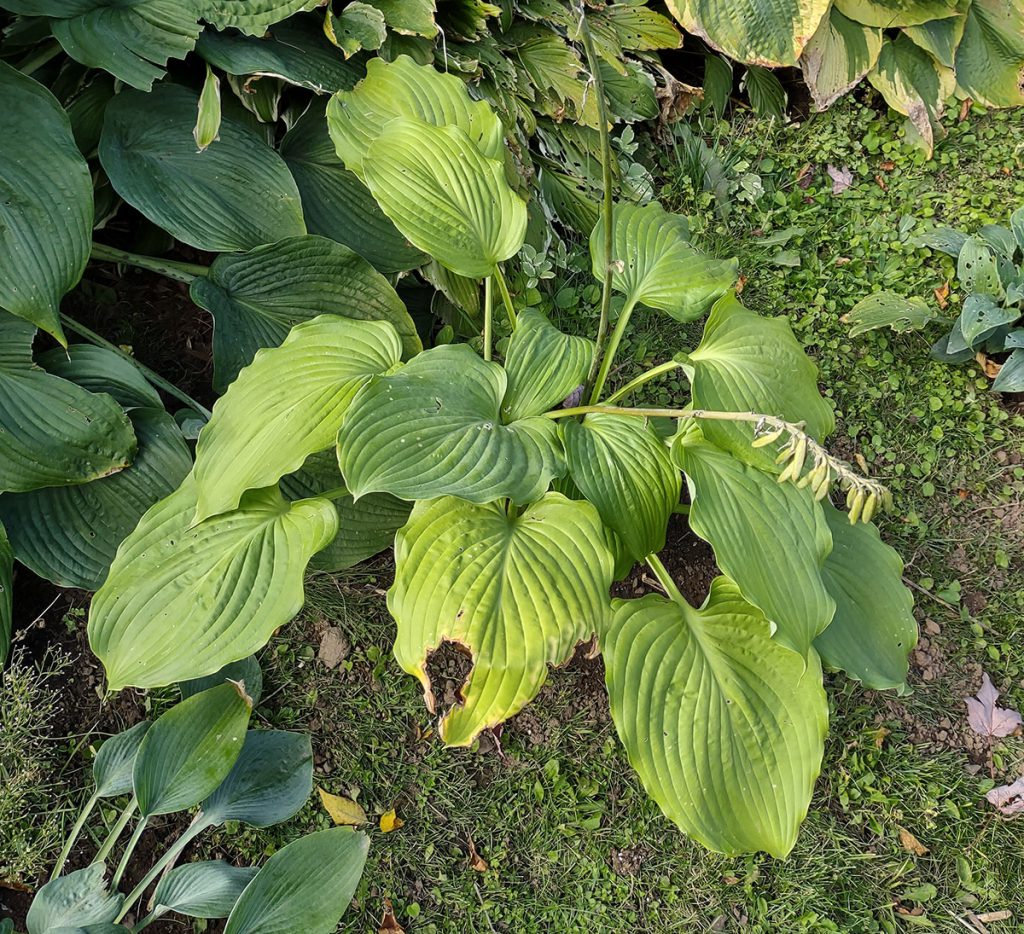 Hosta Komodo Dragon (Seeds) | Duluth Hosta Co. - Buy Hosta Seeds Online ...