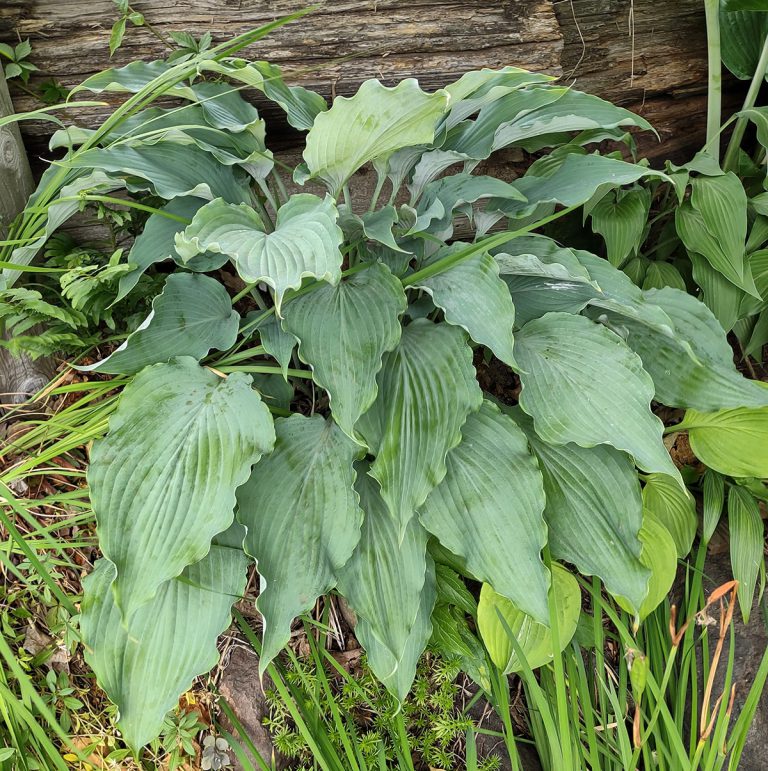 Hosta Neptune (Seeds) | Duluth Hosta Co. - Buy Hosta Seeds Online ...