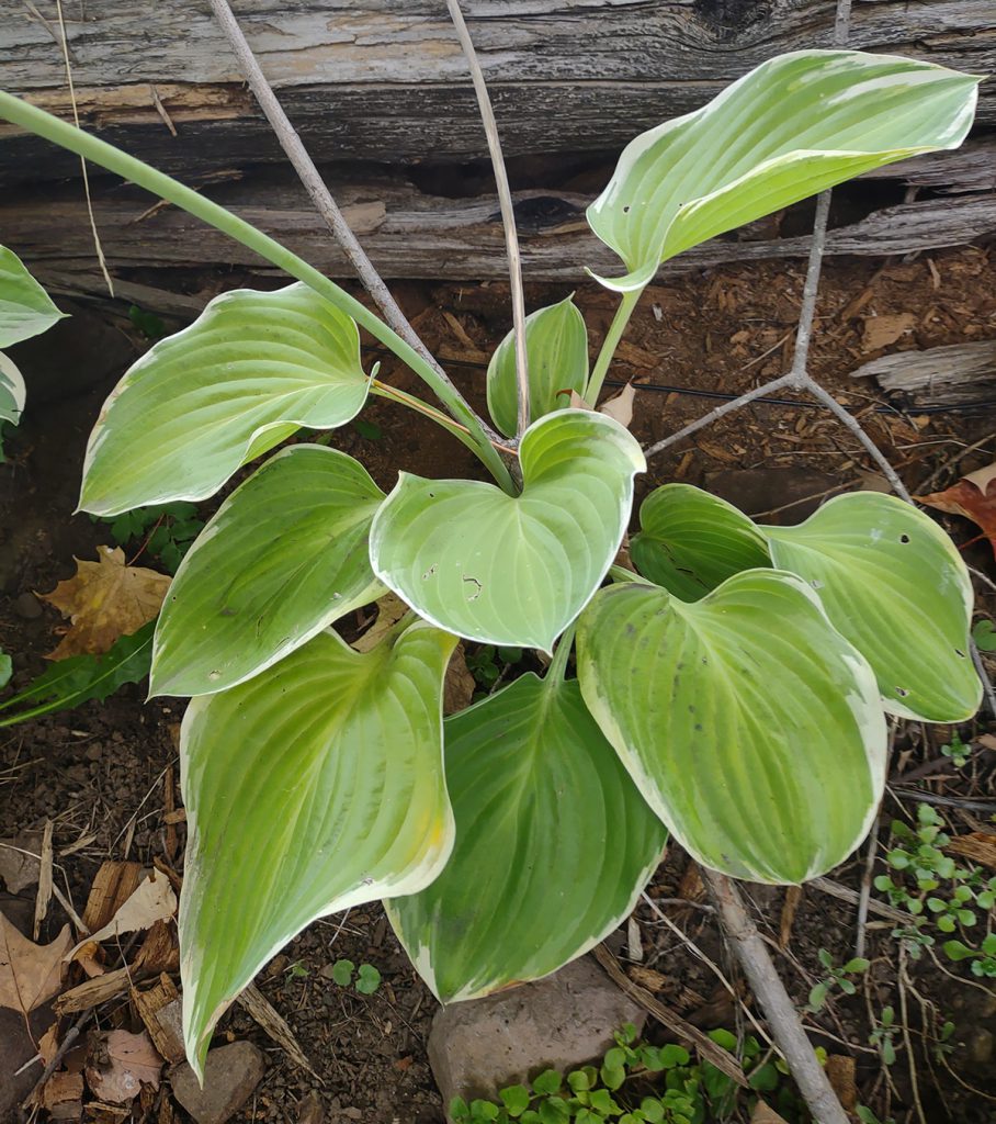 Hosta Sagae (Seeds) | Duluth Hosta Co. - Buy Hosta Seeds Online, Hosta ...
