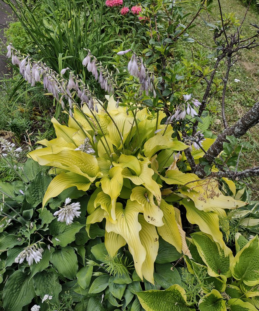 Hosta Sun Power (Seeds) | Duluth Hosta Co. - Buy Hosta Seeds Online ...
