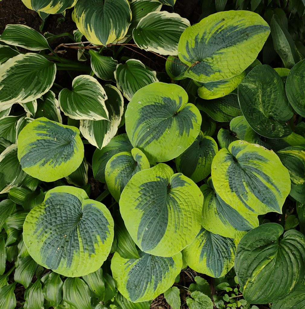 Hosta Wagon Wheels (Seeds) | Duluth Hosta Co. - Buy Hosta Seeds Online ...