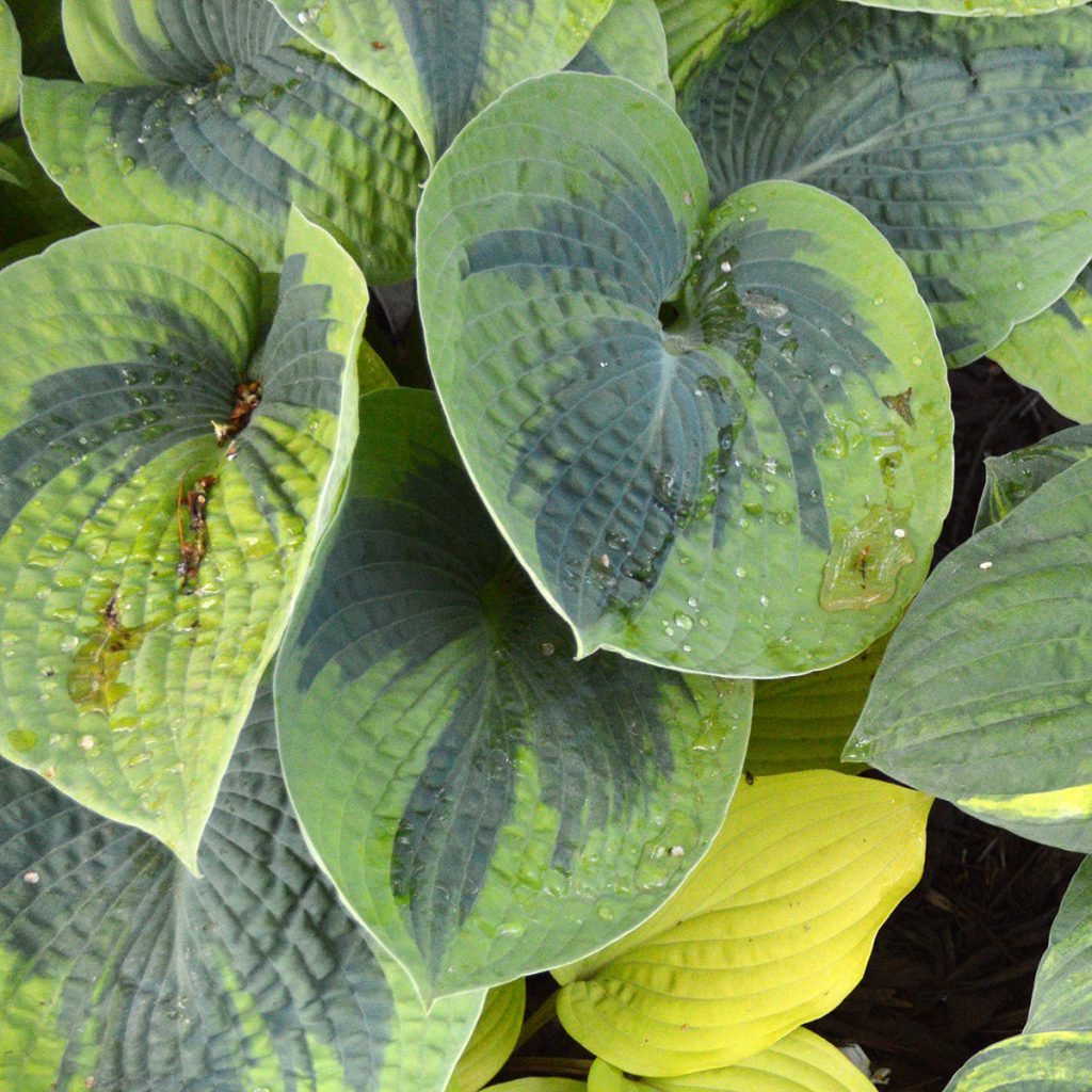 Hosta Wagon Wheels (Seeds) | Duluth Hosta Co. - Buy Hosta Seeds Online ...